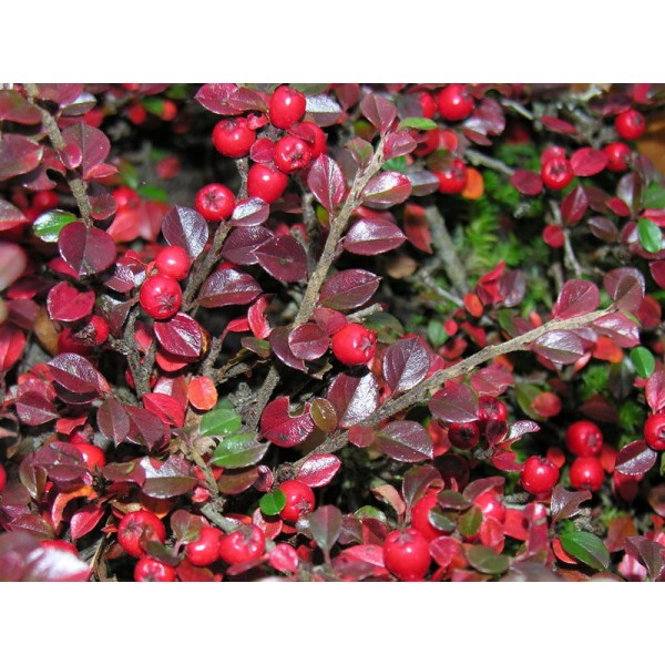 Buy Cotoneaster Horizontalis Seeds - Rarexoticseeds