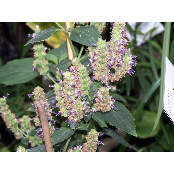Buy Patchouli Seeds Online - Rarexoticseeds