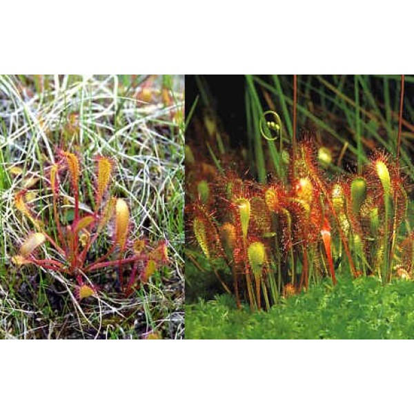 English sundew seeds , Great sundew seeds - (Drosera Anglica Seeds)