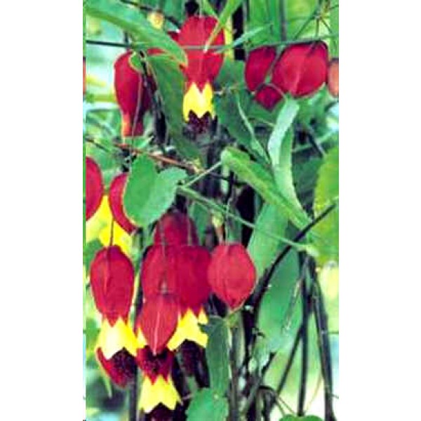 Abutilon Megapotamicum Seeds (Chinese Lantern, Flowering Maple Seeds)