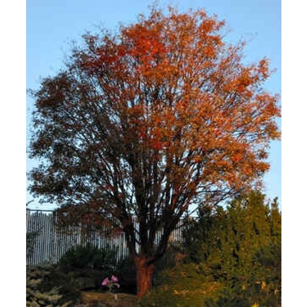 Buy Paperbark Maple Tree Seeds Online - Rarexoticseeds