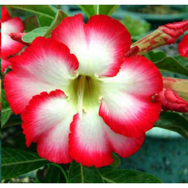 Adenium Obesum Seeds - Adenium Big Chubbiness Seeds