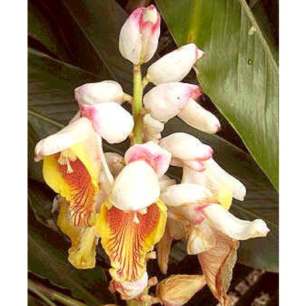 Buy Shell Ginger Seeds - Rarexoticseeds