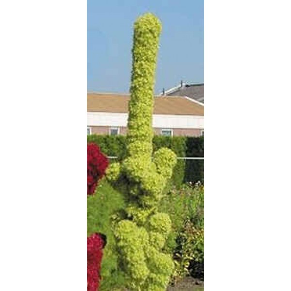 Amaranthus Cruentus Tower Green Seeds