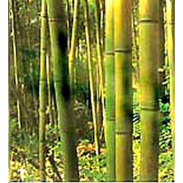 Floral & Garden Crafts Gardening & Plants Edible Bamboo 'Bambusa ...