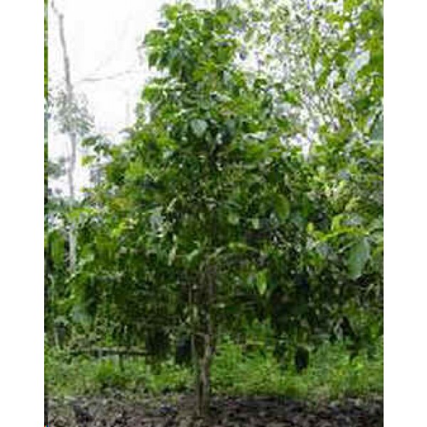 Buy Borojo Seeds Online - Rarexoticseeds