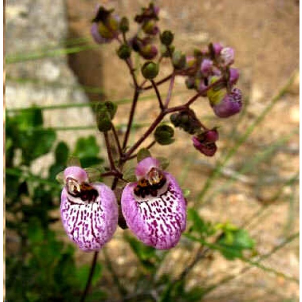 Calceolaria Canna Seeds (Capachito Flower Seeds)
