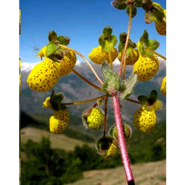 Calceolaria Corymbosa Floccosa Seeds (Calceolaria Seeds)