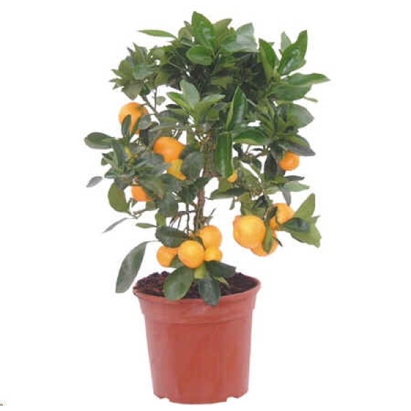 Citrus Mitis Seeds (Calamondin Seeds)