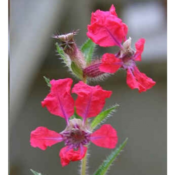 Cuphea Miniata Seeds Mix