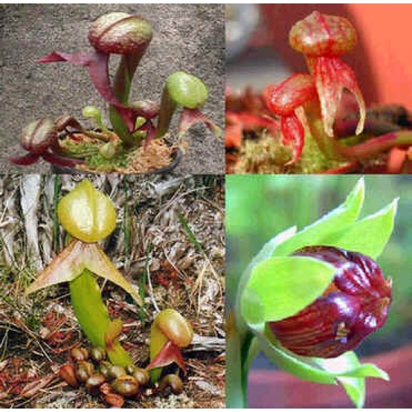 Buy Cobra Lily Seeds Online - Rarexoticseeds