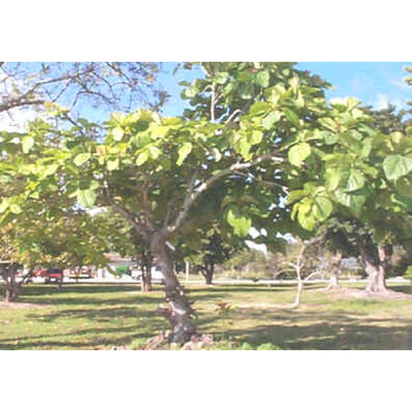 Ficus Auriculata Seeds (Elephant Ear Fig Tree, Roxburgh's Fig, Coconut ...