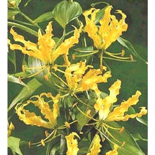 Gloriosa Lutea Seeds (Yellow Glory Lily Seeds)
