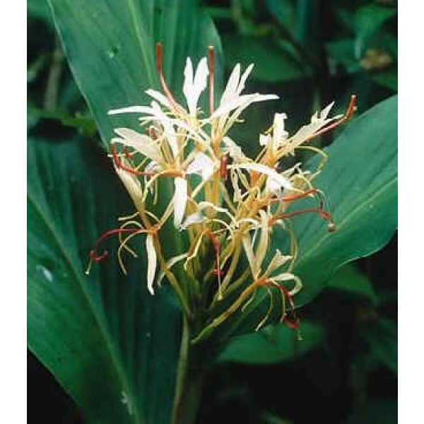 Buy Ginger Seeds Online - Rarexoticseeds