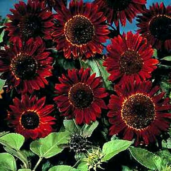 Sunflower Plant Seeds - (Helianthus Chocolate Seeds)