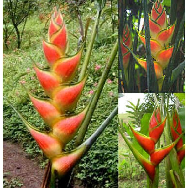 Heliconia Seeds : Heliconia Wagneriana Seeds (Rainbow Heliconia Seeds)