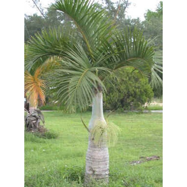 Hyophorbe verschaffeltii - Alchetron, the free social encyclopedia