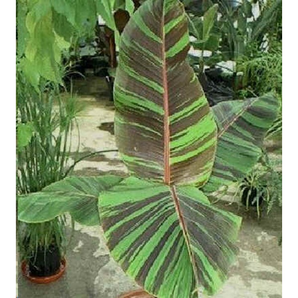 Musa Sikkimensis Manipur Red Seeds (Musa Red Flash)