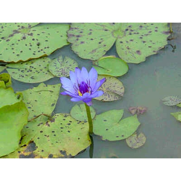 Blue Lotus Seeds (Nymphaea Caerulea Seeds) for sale on Rarexoticseeds.com