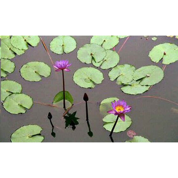 Nymphaea Stellata Seeds (Purple Water Lily Seeds)