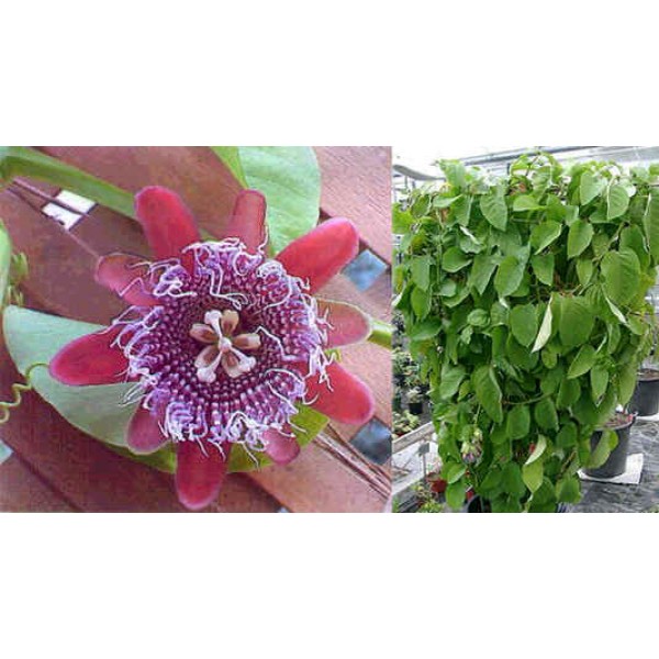 Passiflora Quadrangularis Seeds (Giant Granadilla Seeds)