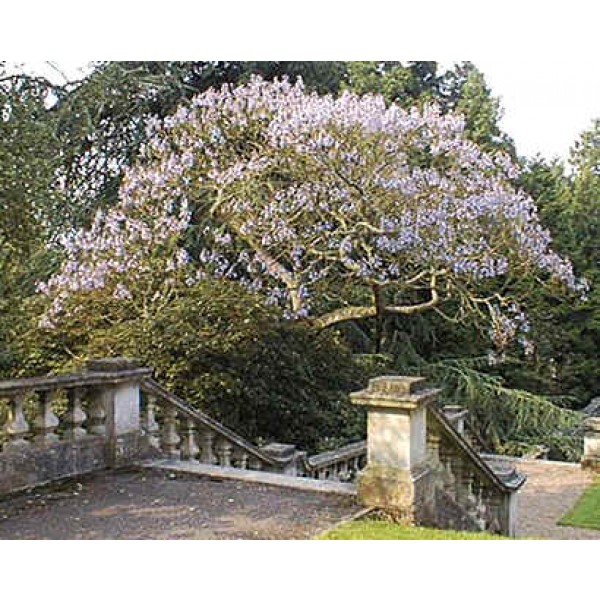 Buy Princess Tree, Empress Tree Seeds - Rarexoticseeds