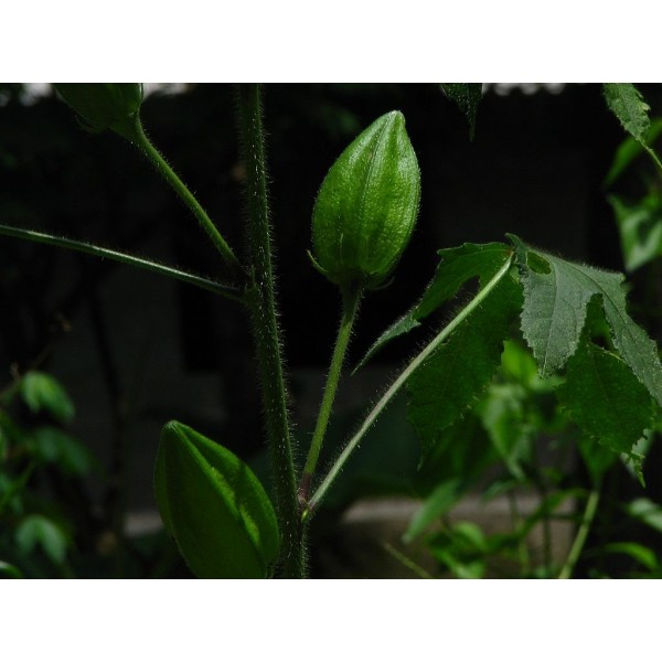 Buy Musk Mallow Seeds Online - Rarexoticseeds