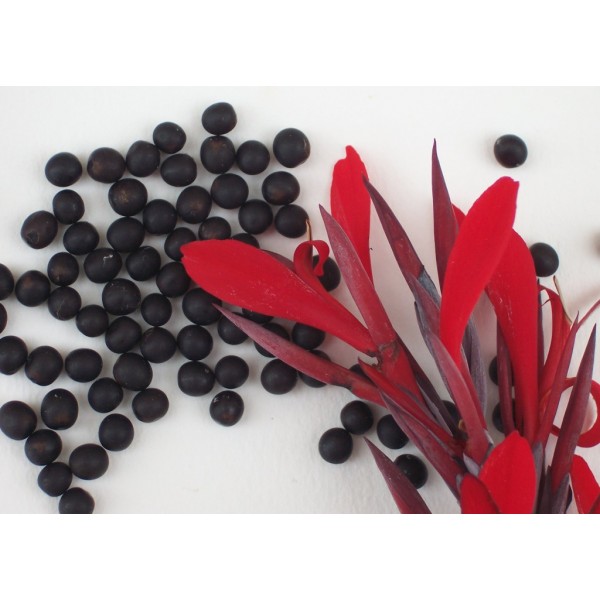 Buy Indian Shot Seeds