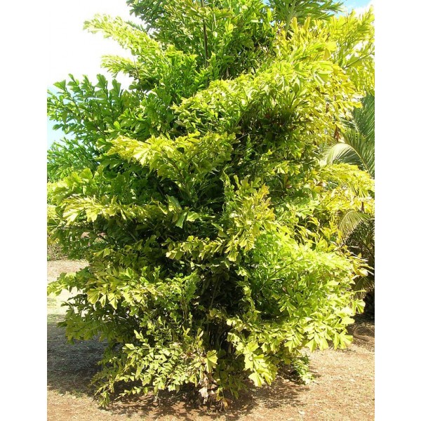 Caryota Mitis Seeds (Clustered Fishtail Palm Seeds)