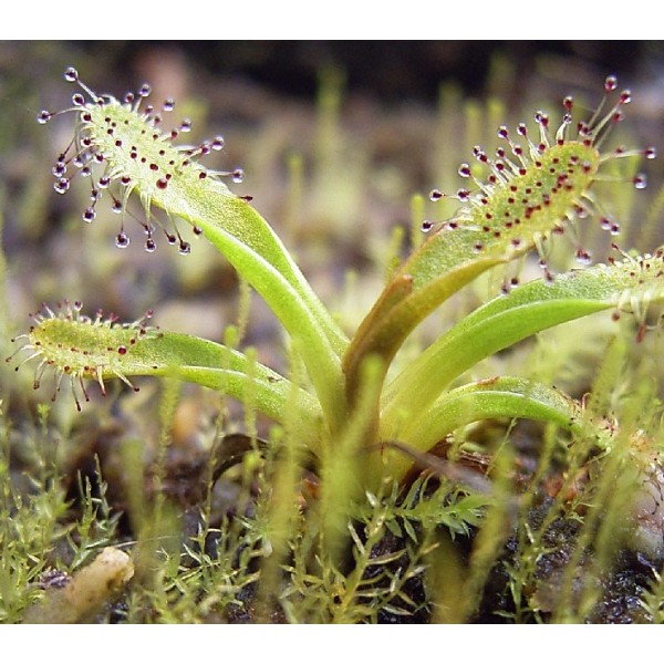 Buy Arcturi Sundew seeds - Rarexoticseeds
