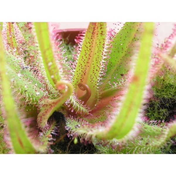 Drosera Regia Seeds (King Sundew) (South African)