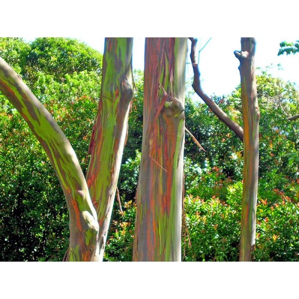 Buy Rainbow Eucalyptus Seeds - Rarexoticseeds