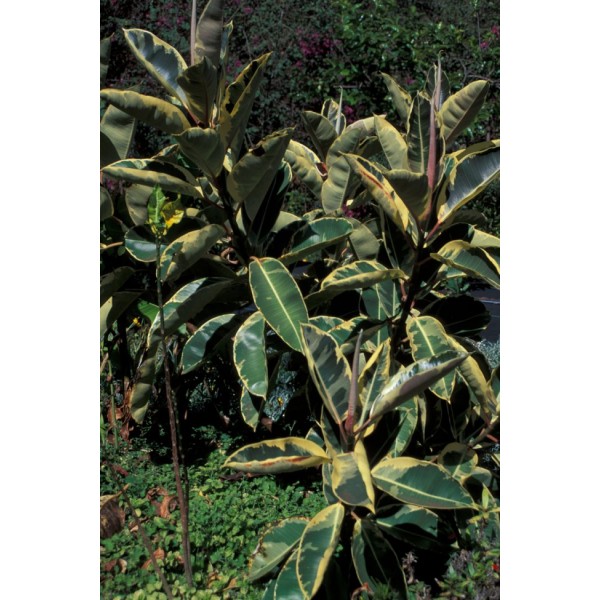 Ficus Elastica Decora Seeds (Ficus Elastica Seeds, Rubber Tree Seeds ...