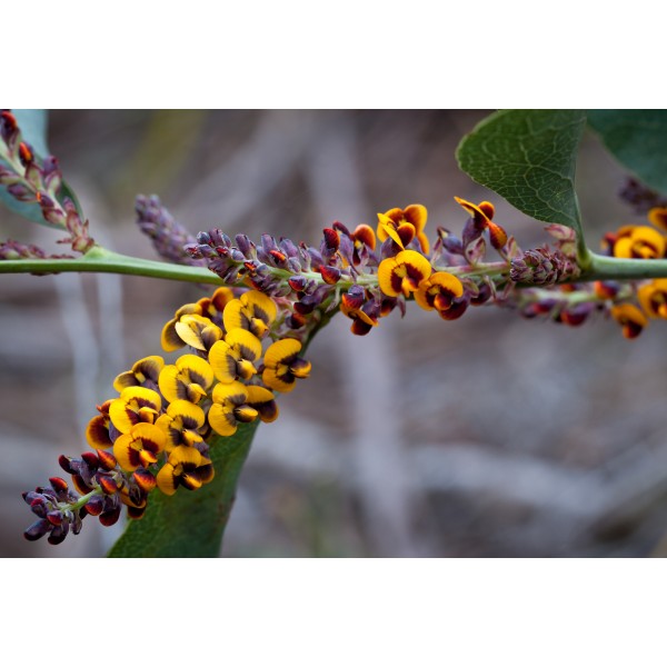 Daviesia Latifolia Seeds (Broad Leaf Bitter Pea Seeds, Hop Bitter-Pea ...