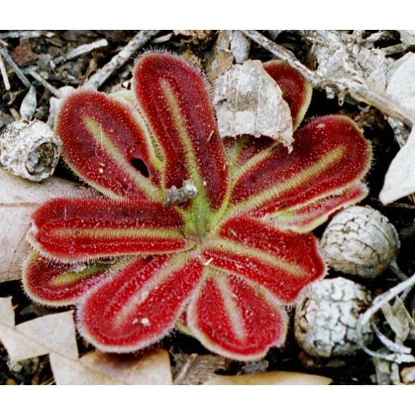 Red Ink Sundew Seeds (Drosera Erythrorhiza Squamosa seeds)