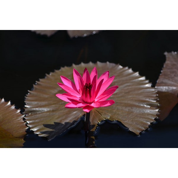 Nymphaea Red Flare Seeds (Tropical Night Blooming Water Lily Seeds)