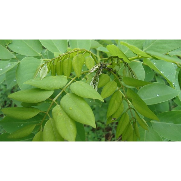 Gliricidia Sepium Seeds (Quick Stick, Mexican Lilac, Mother of Cocoa Seeds)