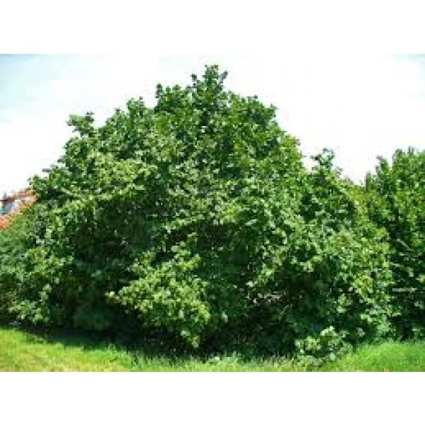 Common Hazel Seeds (Corylus Avellana)