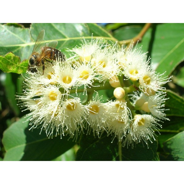 Buy Rainbow Eucalyptus Seeds - Rarexoticseeds