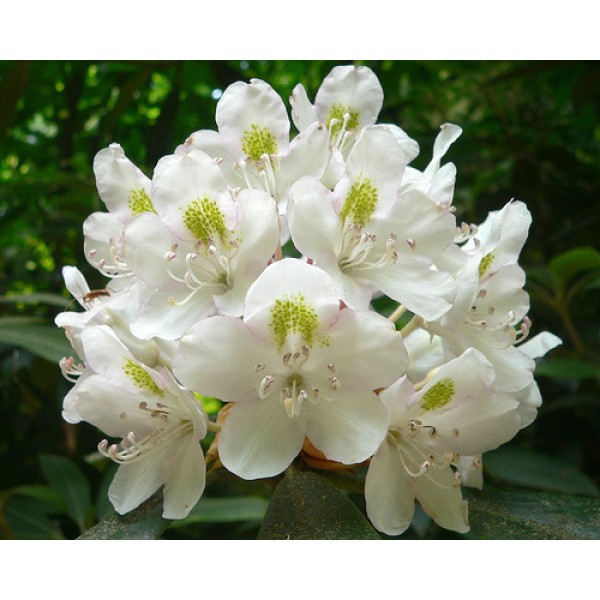 Rhododendron Maximum Seeds (Great Rhododendron Seeds, Great Laurel ...