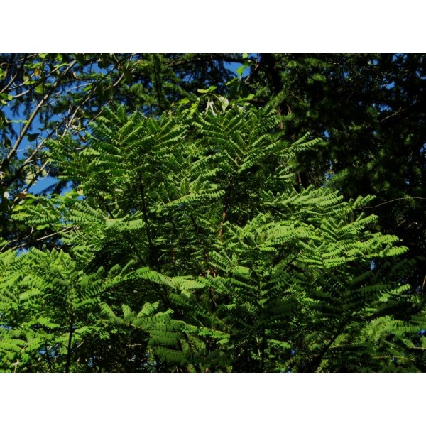 Chinese Coffee Tree Seeds, Soap Tree Seeds (Gymnocladus Chinensis)