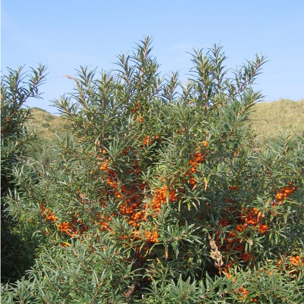 Sea-Buckthorn Seeds (Hippophae rhamnoides)