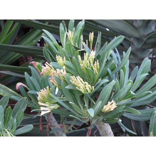 Kleinia neriifolia - Alchetron, The Free Social Encyclopedia