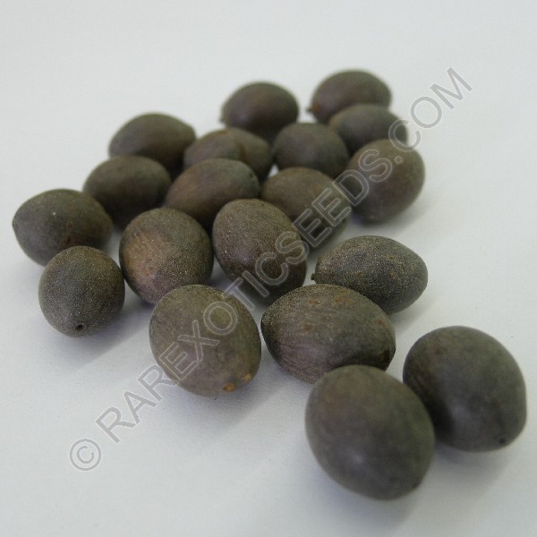 Buy American Lotus Seeds Online - Rarexoticseeds