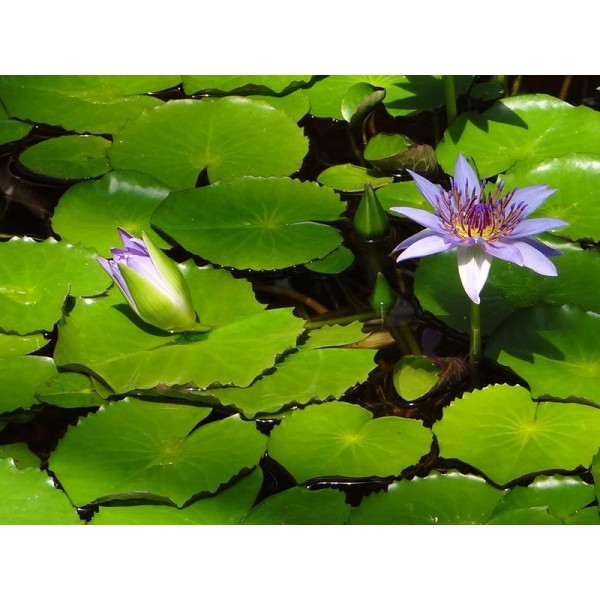 Nymphaea Colorata Blue Seeds (Blue Pigmy Water Lily Seeds)