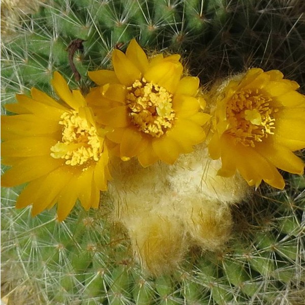 Buy Parodia Seeds - Rarexoticseeds