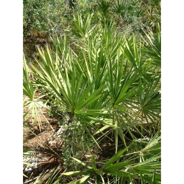 Serenoa Repens Silver Seeds (Saw Palmetto)