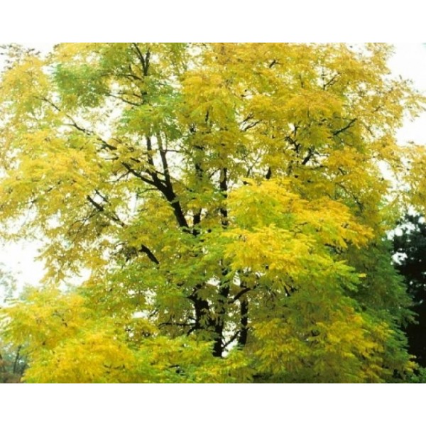 Chinese Coffee Tree Seeds, Soap Tree Seeds (Gymnocladus Chinensis)