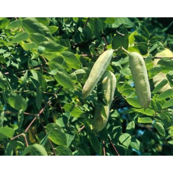 Chinese Coffee Tree Seeds, Soap Tree Seeds (Gymnocladus Chinensis)