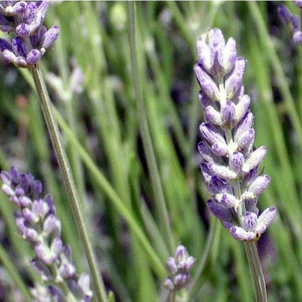 Buy Spike Lavender Seeds - Rarexoticseeds